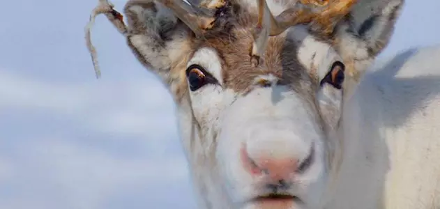 Reindeer တွေ ဘာကြောင့် နီရဲတဲ့ နှာခေါင်းတွေ ရှိရတာလဲ သိပ္ပံနည်းကျ အကြောင်းပြချက်