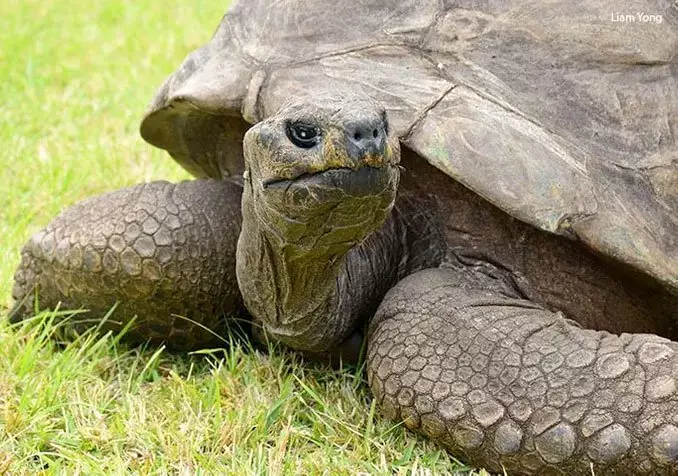 Gambar close up kura-kura raksasa yang sedang berbaring di rerumputan.