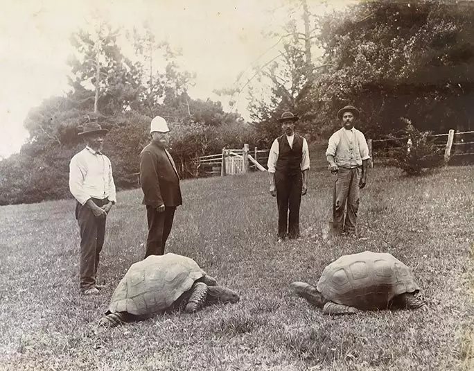 Starožitný obraz skupiny mužov stojacich za dvoma korytnačkami
