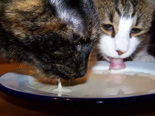 Οι γάτες αψηφούν τη βαρύτητα για να πιουν μια γουλιά