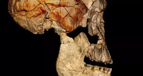 Mga Tigkatkat sa Kahoy, Mga Mangaon sa Kahoy, ug Daghan Pa: Ang Top 10 Human Evolution Discoveries of 2012