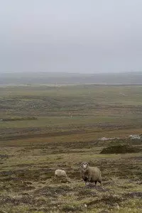 The Falklands Wolf: هڪ ڊارون اسرار حل ڪيو ويو