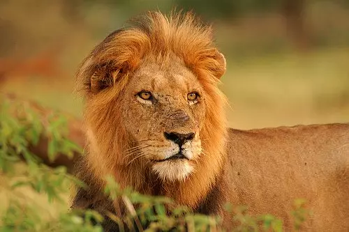 May Isang Paraan para Gawing Mabuti ang Pangangaso ng Leon para sa mga Lion