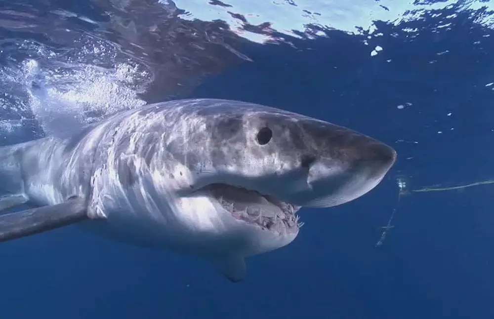 Велика бела ајкула