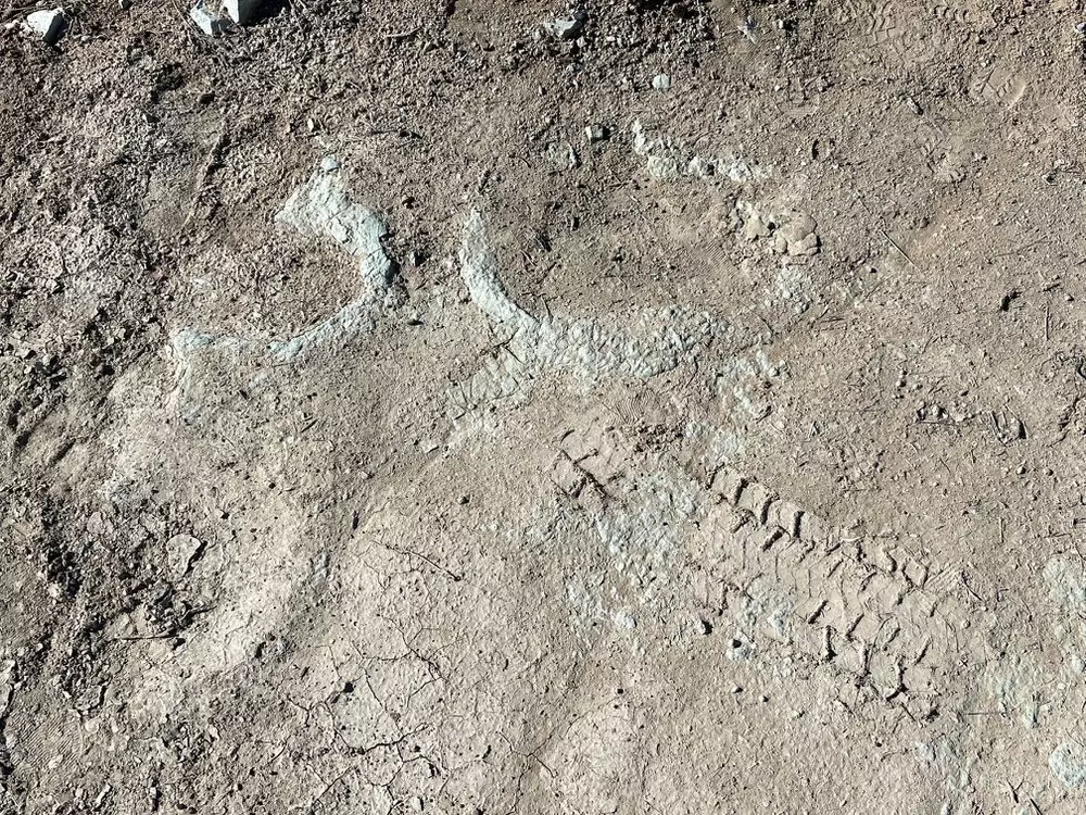 Statybiniai sunkvežimiai galėjo sugadinti 112 milijonų metų senumo dinozaurų pėdsakus Mill Canyon Jutoje