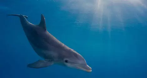 Bottlenose dolphins ແມ່ນນັກລອຍທີ່ດີ