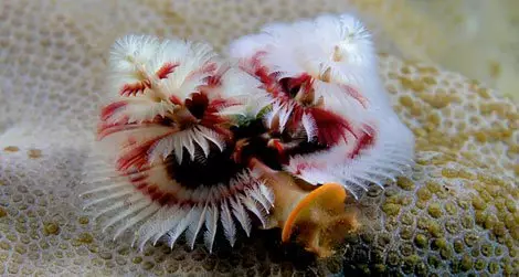 El gusano del árbol de Navidad, que adorna los arrecifes de coral durante todo el año