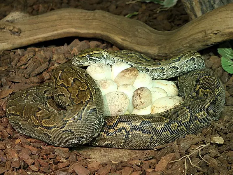 Reptiel geboorte