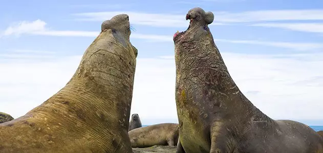 Malaking Southern elephant seal bulls