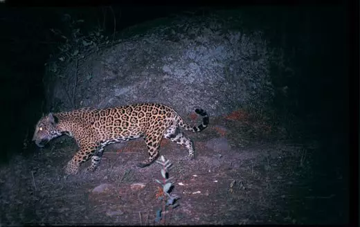 jaguar prowl-2.jpg