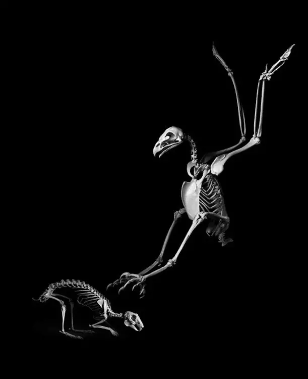 Nindot nga Anatomical Skeletons, Gi-pose ug Gikuhaan og Litrato Ingon Mga Sculpture
