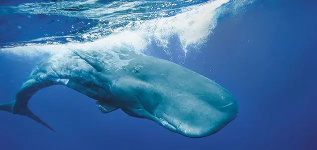 Сперматозоид кит