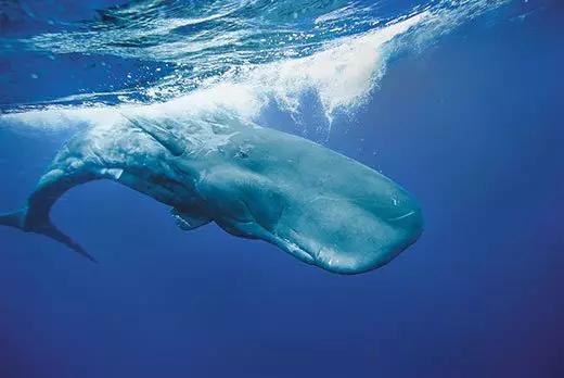 Thirrja vdekjeprurëse e balenës së spermës 6464_3