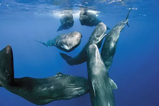 Ucingo Olubulalayo Lwe-Sperm Whale 6464_7