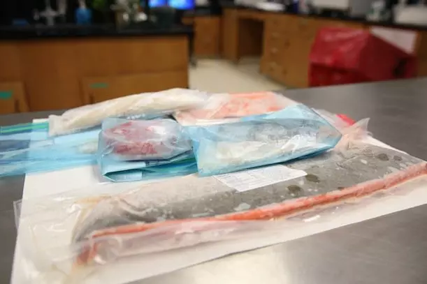 Os detectives de ADN que revelan que marisco estás comendo realmente
