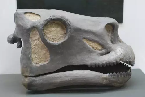 Brontosaurus - Weg met de oude schedel, in met de nieuwe schedel