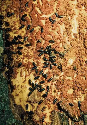 Longhorn Beetles ආක්‍රමණය 6523_12