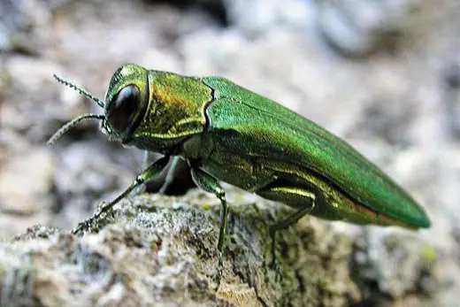 Longhorn Beetles ආක්‍රමණය 6523_13