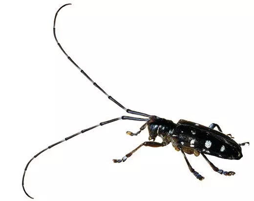 Longhorn Beetles ආක්‍රමණය 6523_2