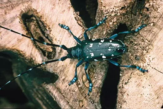 Longhorn Beetles ආක්‍රමණය 6523_6