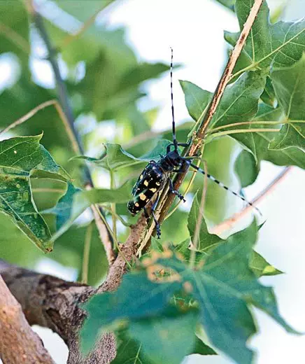Longhorn Beetles ආක්‍රමණය 6523_7