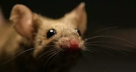 Kegigihan Memori pada Tikus