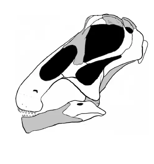 Els paleontòlegs donen una altra mirada a un sauròpode de boca quadrada