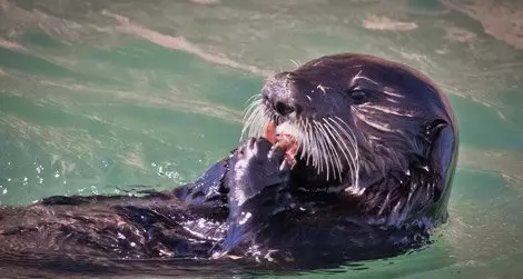 Sea otters have teeth that resemble those of Paranthropus
