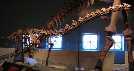 Рапетозавр