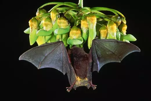 ສ້າງປະຫວັດສາດ: Bats to Rescue 6616_2