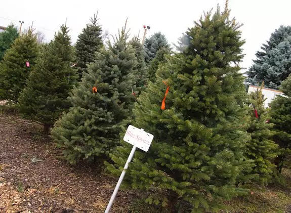 A túa árbore de Nadal axuda a loitar contra o cambio climático