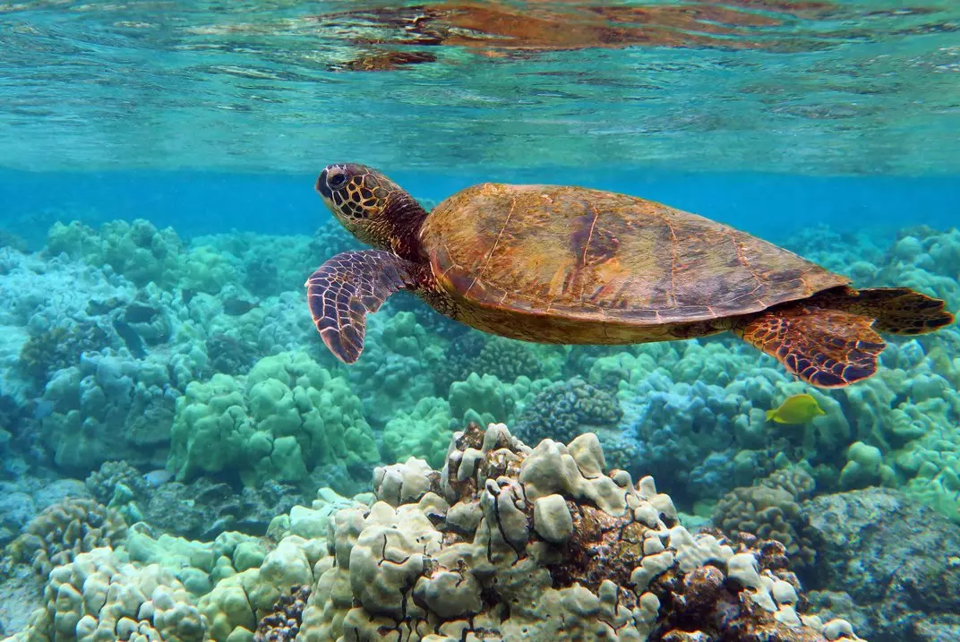 10 of the World's Best Snorkeling Destinations 6688_10