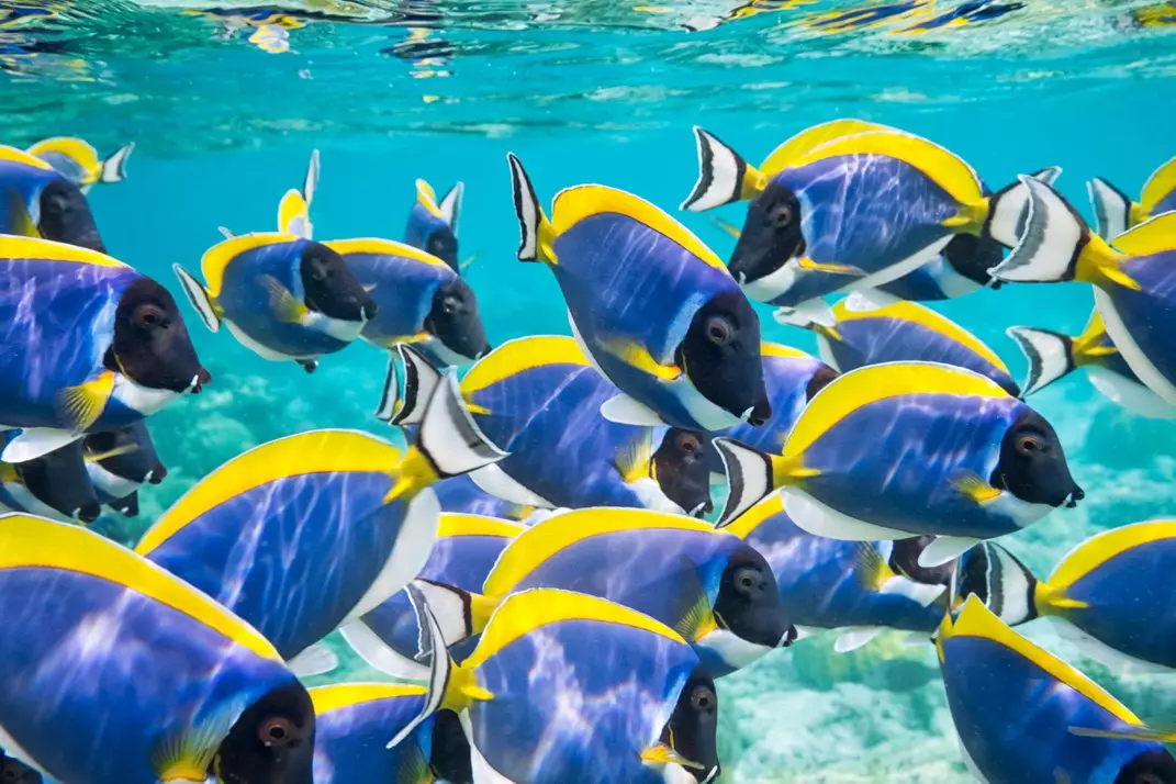 10 de los mejores destinos de snorkel del mundo 6688_24
