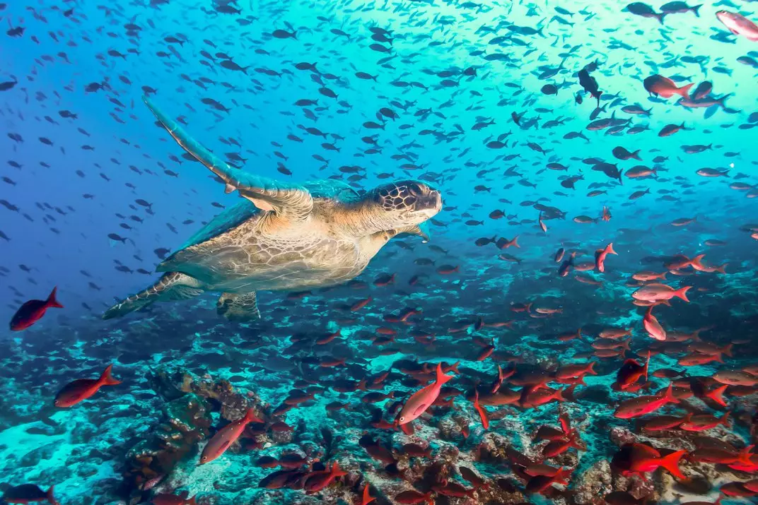 10 of the World's Best Snorkeling Destinations 6688_38