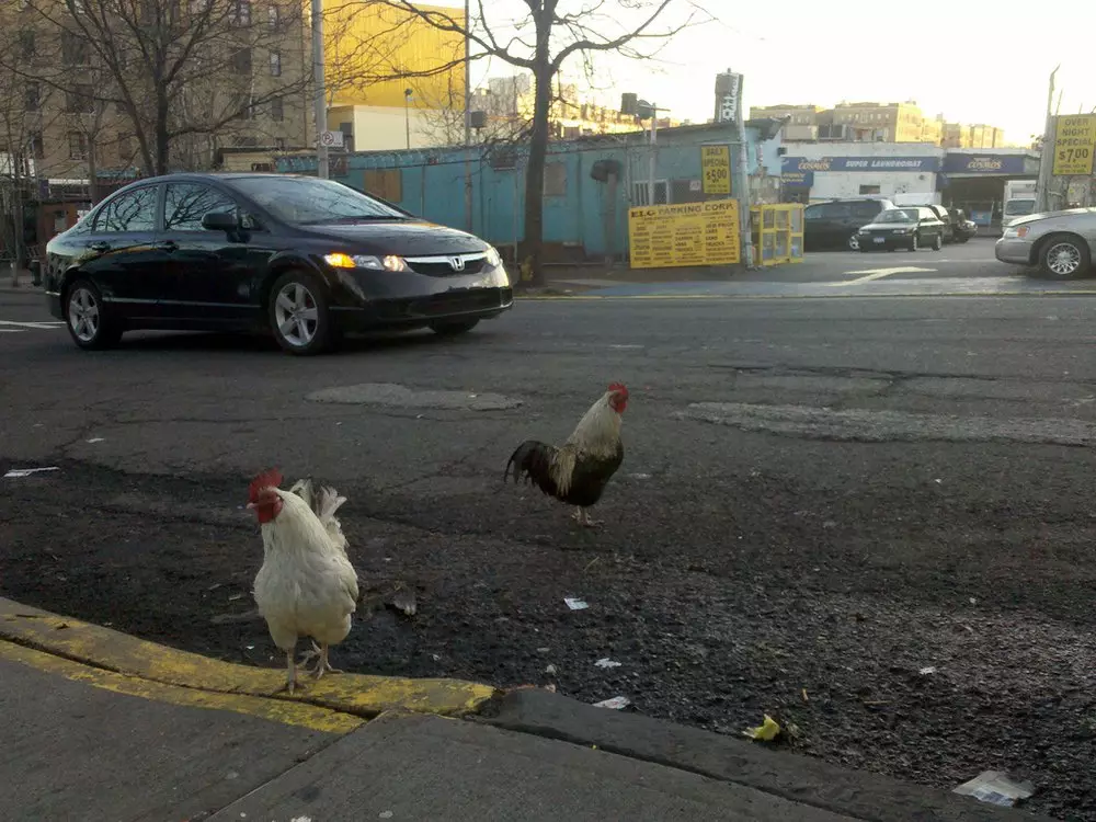 Městská kuřata