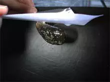 Ett nytt superlim böjer sina musslor