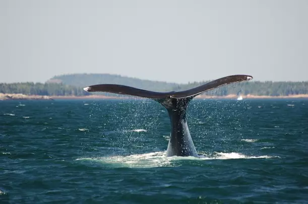 Παρακολουθήστε το κρανίο της δεξιάς φάλαινας 1.400 λιβρών που φτάνει στο Smithsonian 6715_2