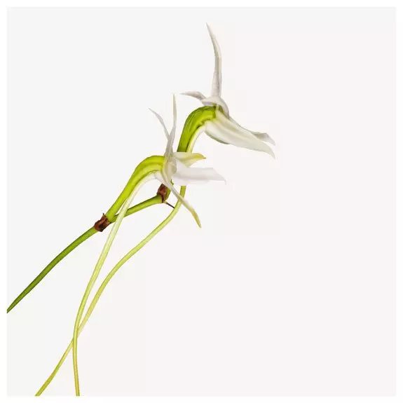 Orchid yinyenyeri ya Darwin