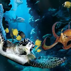 Дълбоко море 3-D: Дори и четири очи може да се забавлява