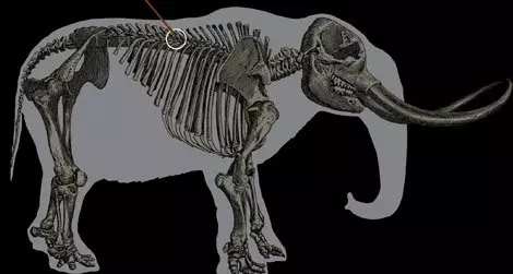 Ang outline sa usa ka mastodon skeleton