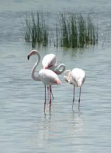 Flamingo ສີບົວດຶງດູດຜູ້ຮ່ວມເພດດ້ວຍການແຕ່ງຫນ້າ