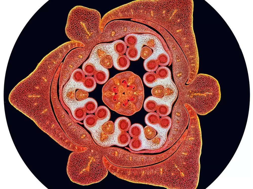 A sorprendente beleza do microscópico