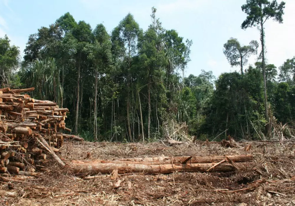 Vykácet les, nechat ho dorůst a ani po 30 letech to není ono