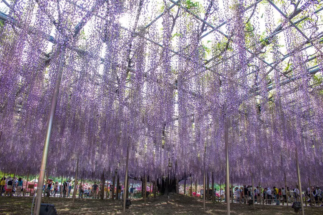 Parque de flores Ashikaga