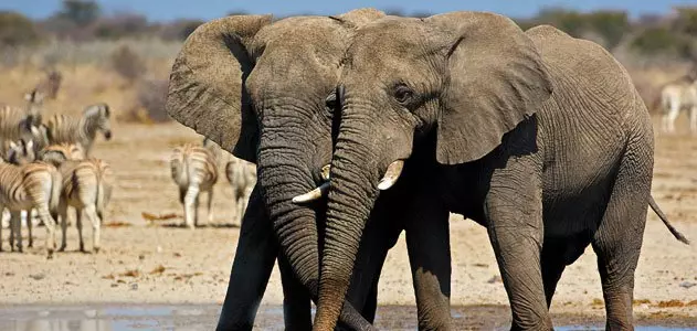 Si lidhen elefantët meshkuj