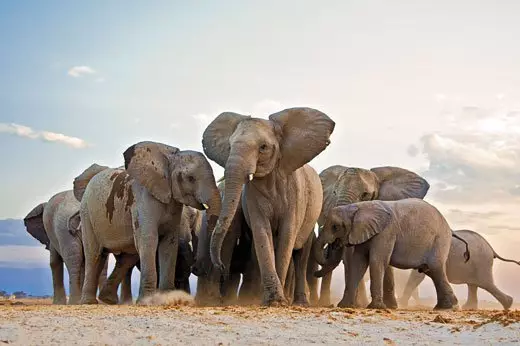Como se unen os elefantes masculinos 6828_10