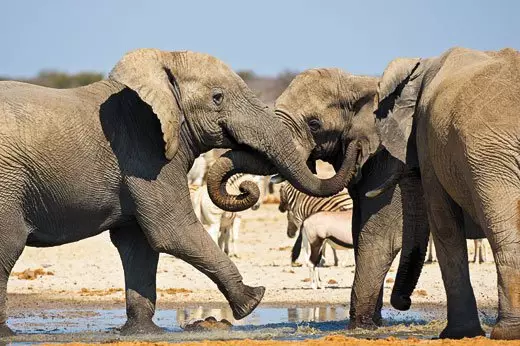 Ako sa samce slonov spájajú 6828_11