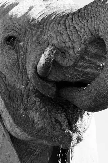 Hoe mannelijke olifanten zich binden 6828_13