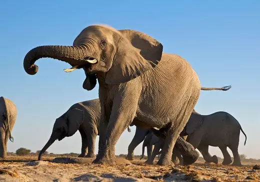 Hoe Male Elephants Bond 6828_16