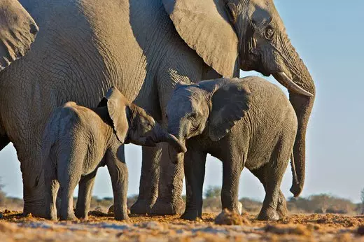 Како се мушки слонови везују 6828_17
